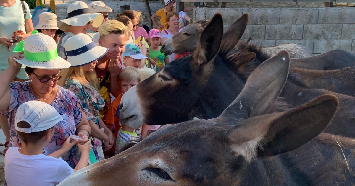 Golden Donkeys Farm: Γιορτάζει 10 χρόνια ζωής και ετοιμάζει το ...