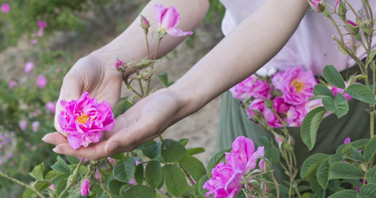 The Rose Factory: Όταν η παράδοση συναντά την ομορφιά | Check In Cyprus