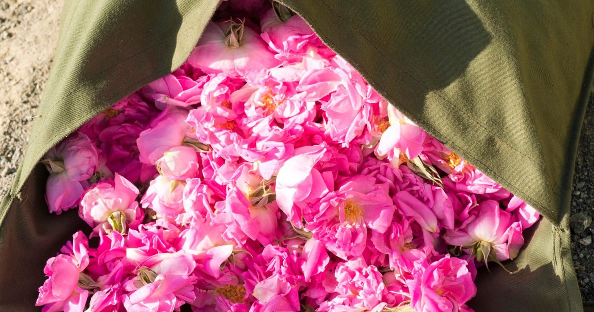Ώρα για μυρωδιές τριαντάφυλλου, μαζί με το «The Rose Factory», στον ...