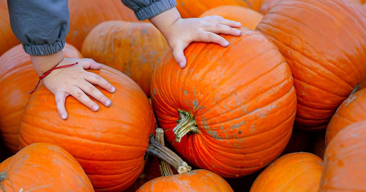 Το φεστιβάλ "Halloween Pumpkin" θα στηθεί σε 3 πόλεις της Κύπρου ...