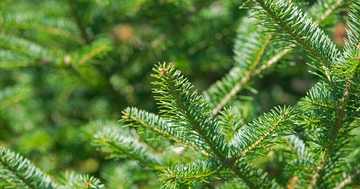 Πού και πότε μπορείς να προμηθευτείς χριστουγεννιάτικα δέντρα από το ...