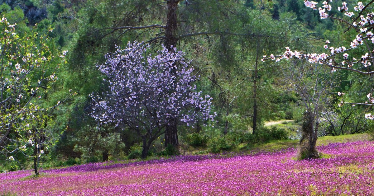 Αυτό το χωριό γίνεται ξανά ο πιο ανοιξιάτικος προορισμός της Κύπρου ...