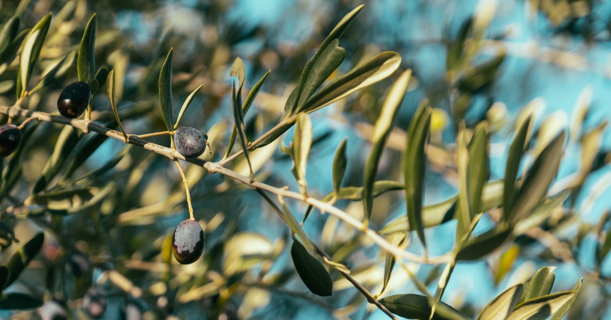 Έρχεται το Φεστιβάλ Αιωνόβιας Ελιάς στο Παραμάλι | Check In Cyprus