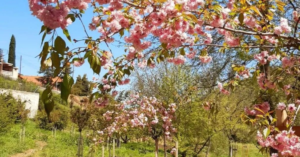 Το Σάββατο, πάμε βόλτα στο πάρκο Sakura με τις ιαπωνικές κερασιές ...